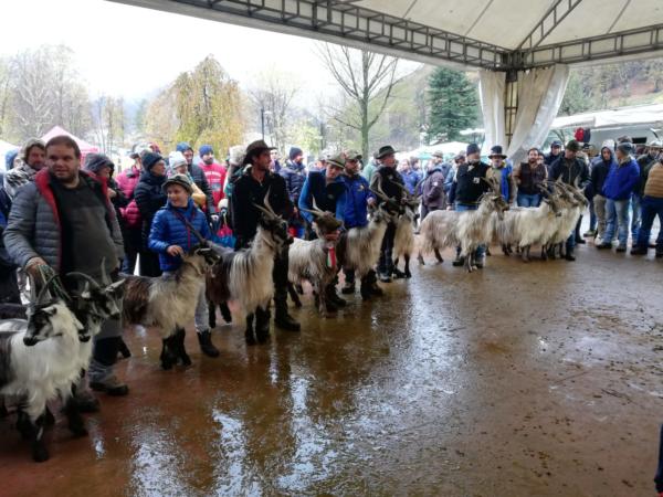 CAPRA OROBICA AL TOP MALGRADO IL TEMPO. VINCE BROGLIO DI GERA LARIO ...