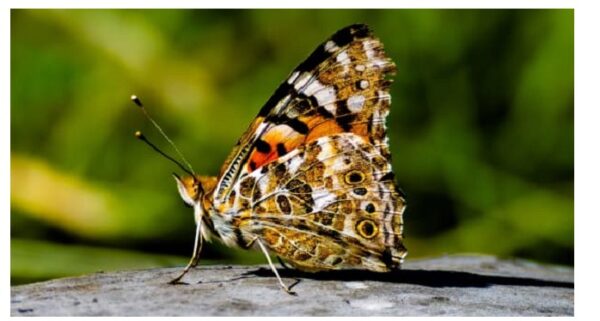RUBRICA FOTO DAGLI OCCHI DI CHRIS: “LA FARFALLA CHE NON SI FERMA MAI ...